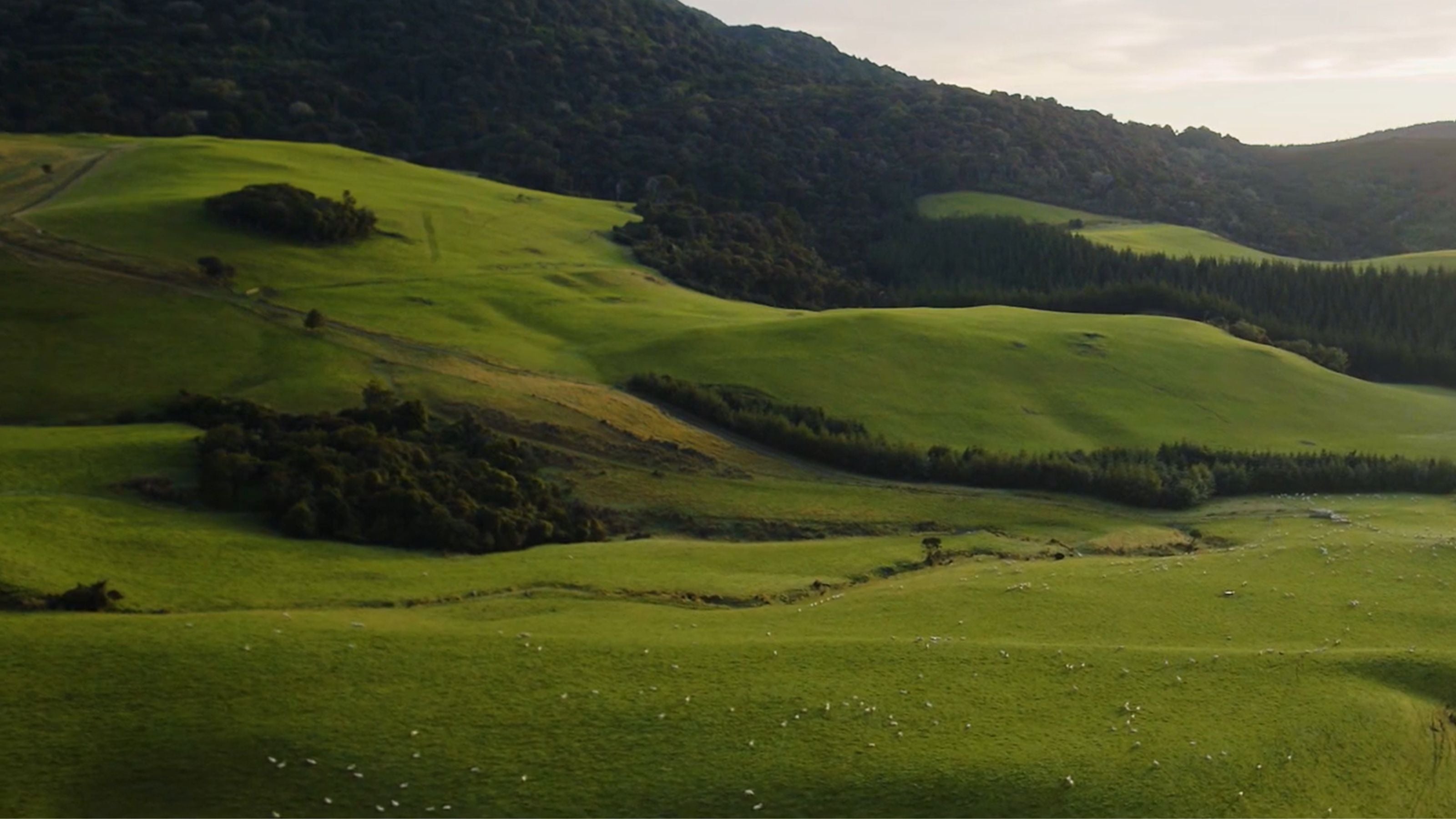 Prime Range Fresh | Export quality meat at affordable prices